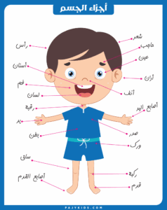 Arabic Body Parts Flashcards: A Visual Learning Tool for Kids