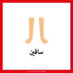 Learn Arabic Flashcards for Teaching Human Body Parts to Kids