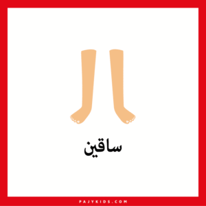 Learn Arabic Flashcards for Teaching Human Body Parts to Kids