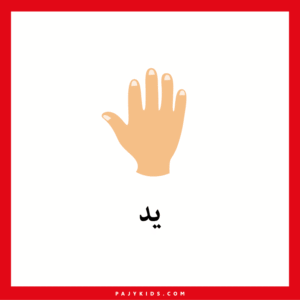 Learn Arabic Flashcards for Teaching Human Body Parts to Kids