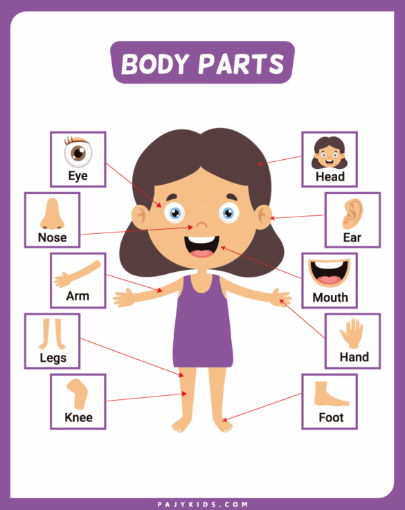 Printable Human Body Flashcards for Kids' Language Learning