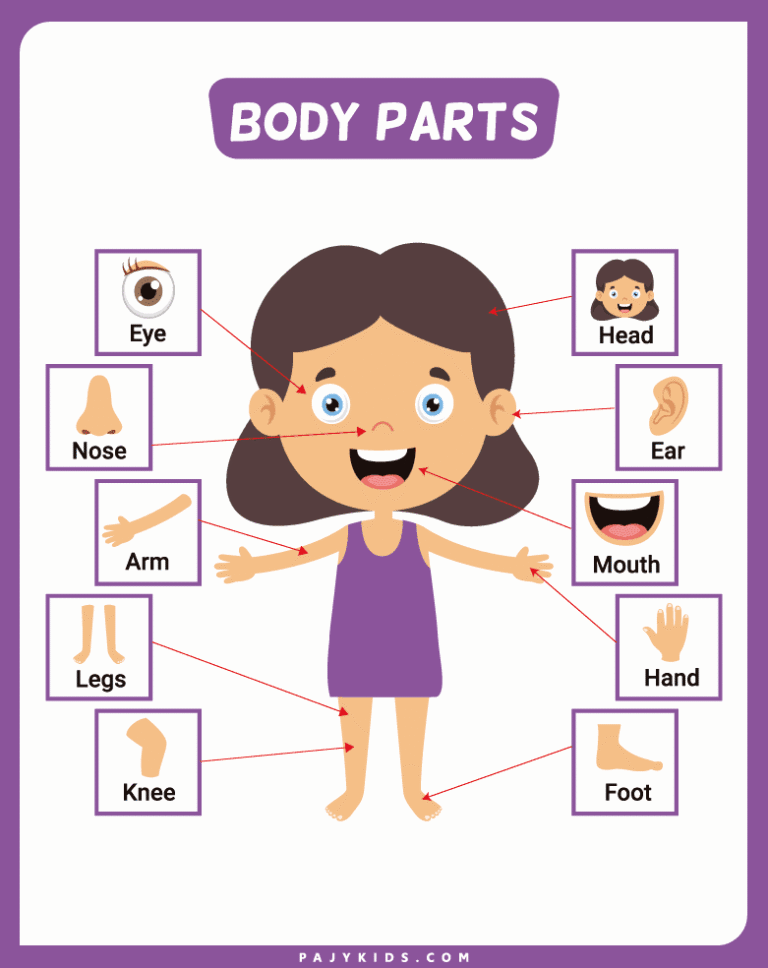Printable Human Body Flashcards for Kids' Language Learning
