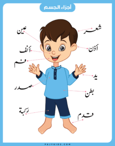 Arabic Body Parts Flashcards: A Visual Learning Tool for Kids