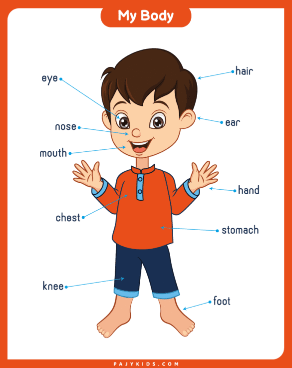 Flashcards Body Learning for Preschool Kids