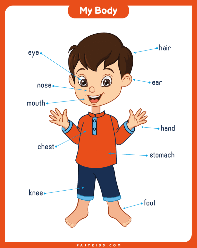 Flashcards Body Learning for Preschool Kids