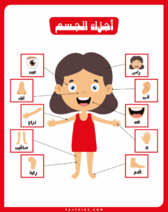 Learn Arabic Flashcards for Teaching Human Body Parts to Kids
