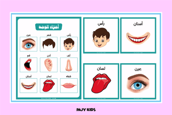 Learn Arabic Flashcards for Teaching Human Body Parts to Kids