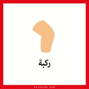 Learn Arabic Flashcards for Teaching Human Body Parts to Kids