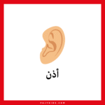 Learn Arabic Flashcards for Teaching Human Body Parts to Kids