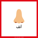 Learn Arabic Flashcards for Teaching Human Body Parts to Kids