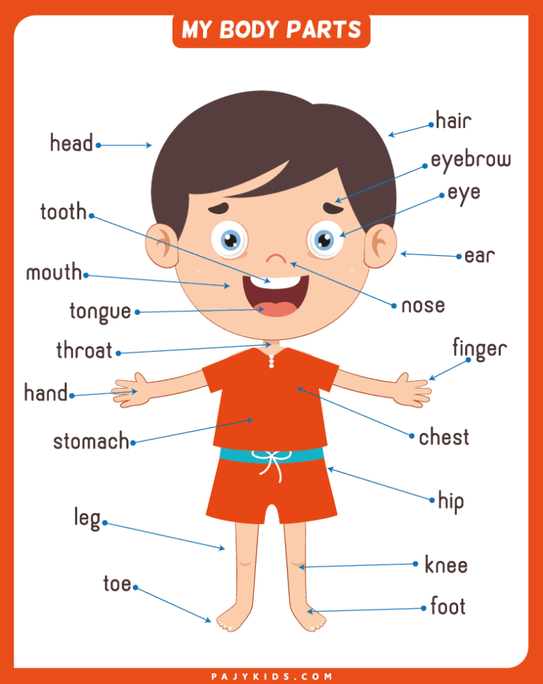 Flashcards Body Learning for Preschool Kids