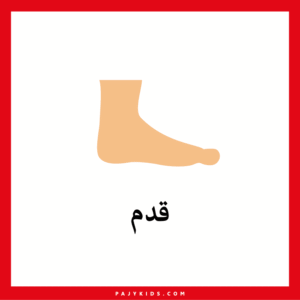 Learn Arabic Flashcards for Teaching Human Body Parts to Kids