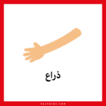 Learn Arabic Flashcards for Teaching Human Body Parts to Kids