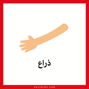 Learn Arabic Flashcards for Teaching Human Body Parts to Kids