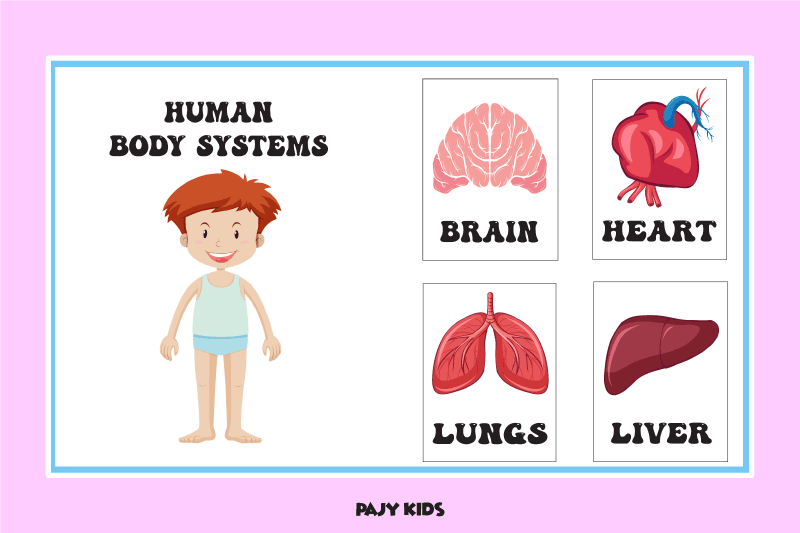 Human Body Systems: Teaching Science in Early Childhood