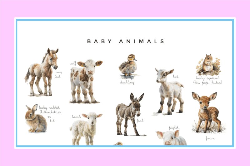Baby Animals for Kids: Educational Resources for Children