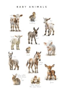 Baby Animals for Kids: Educational Resources for Children